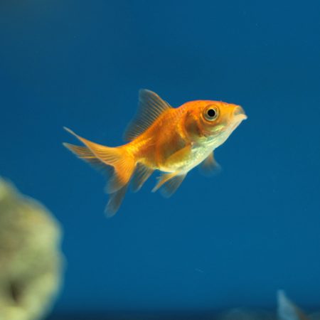 YMI - Ask the Why, Know Your Purpose - YMI