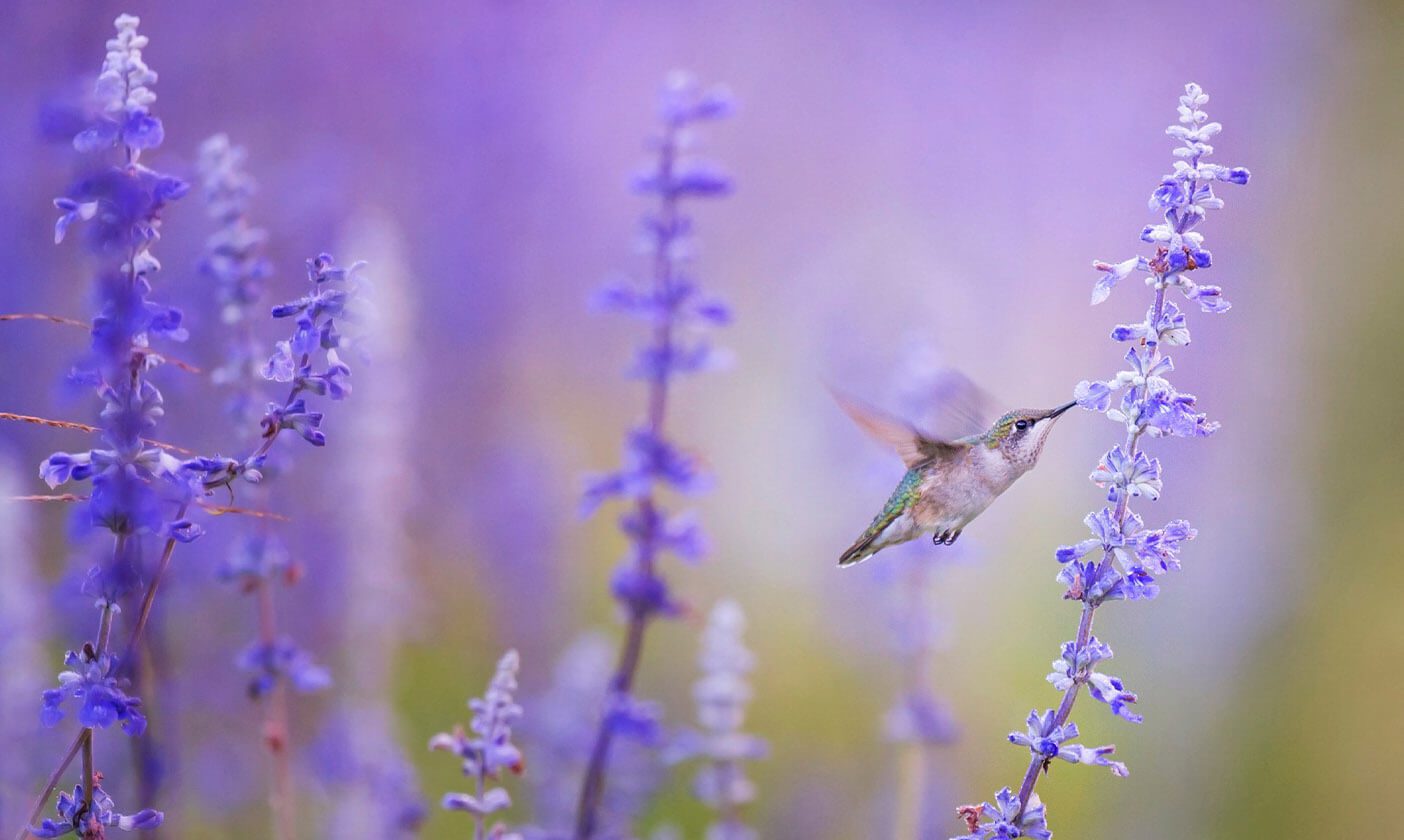 ODB: Birds of the Air - YMI