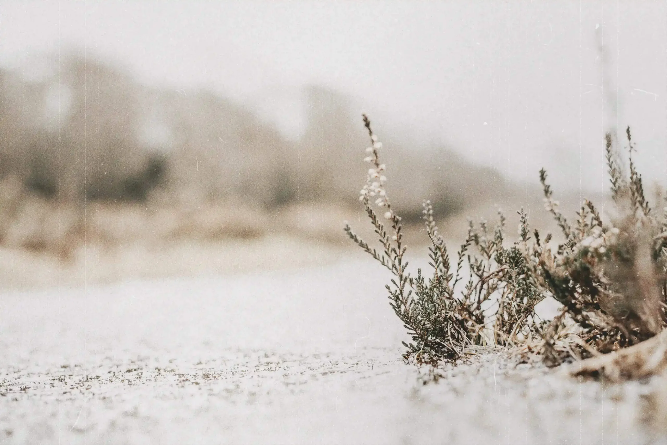 ODB: Quiet Faithfulness in Christ - YMI