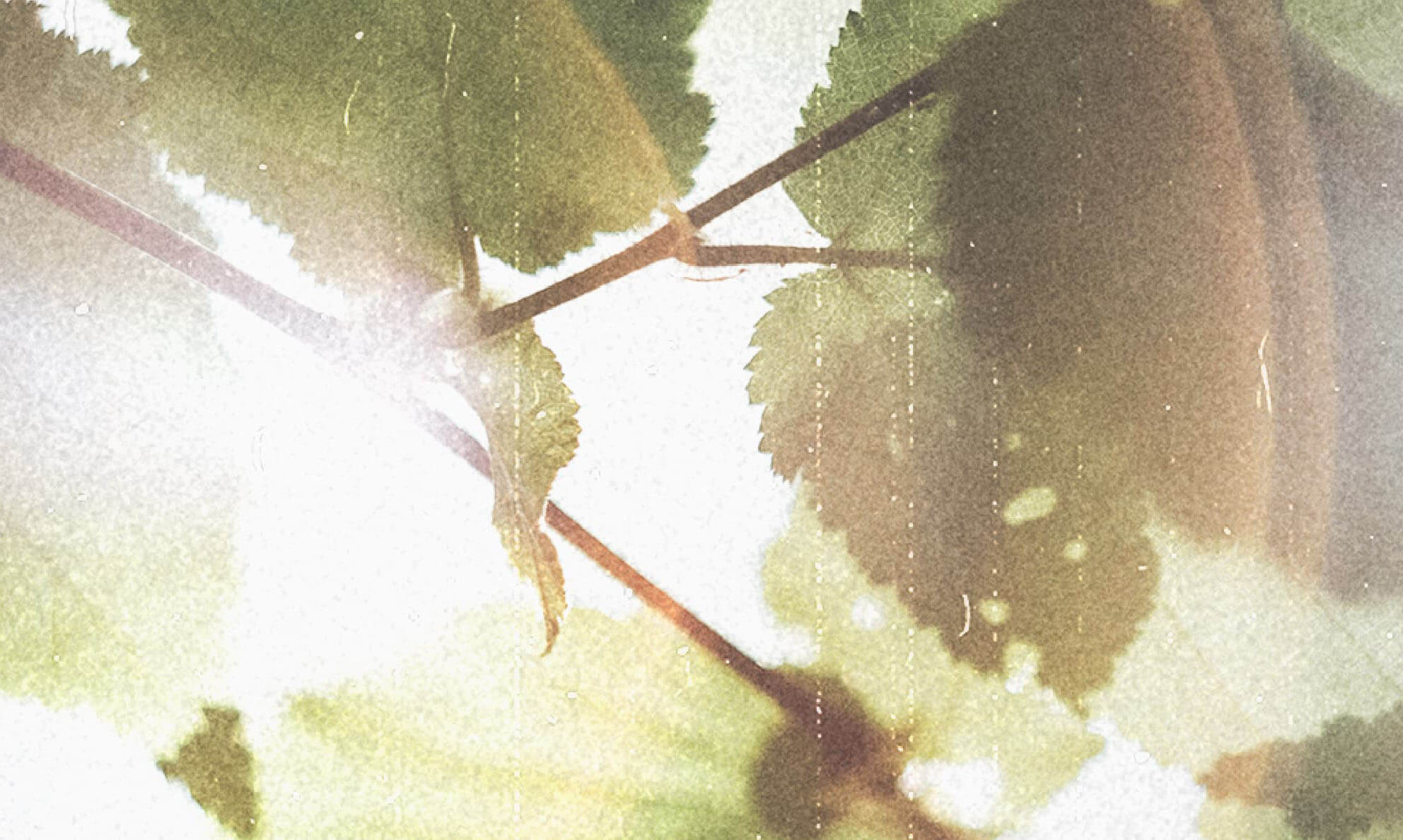 ODB: Eternal Legacy - YMI