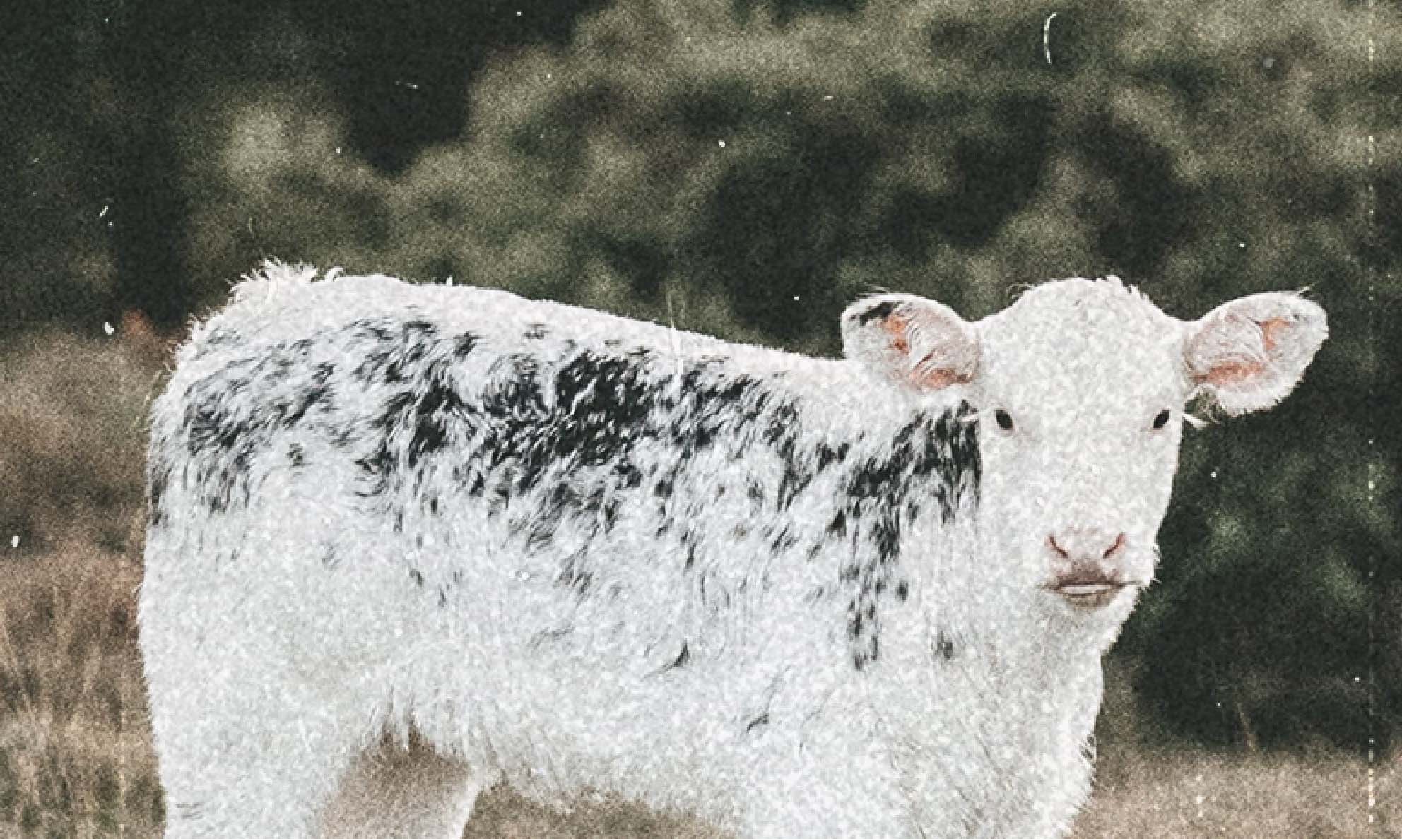 ODB: In God’s Arms - YMI