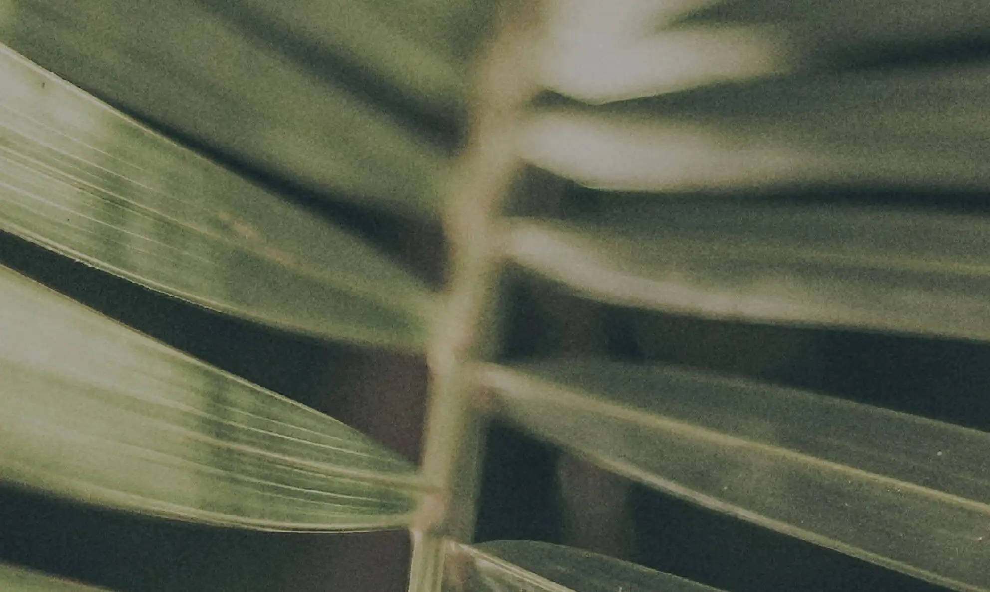 ODB: Joy and Wisdom - YMI