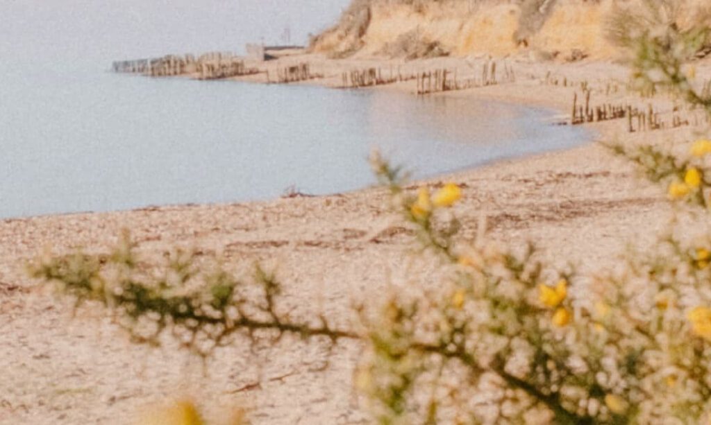 ODB: Daring Selection - YMI