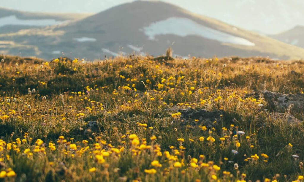 ODB: Embracing Christ’s Truth - YMI