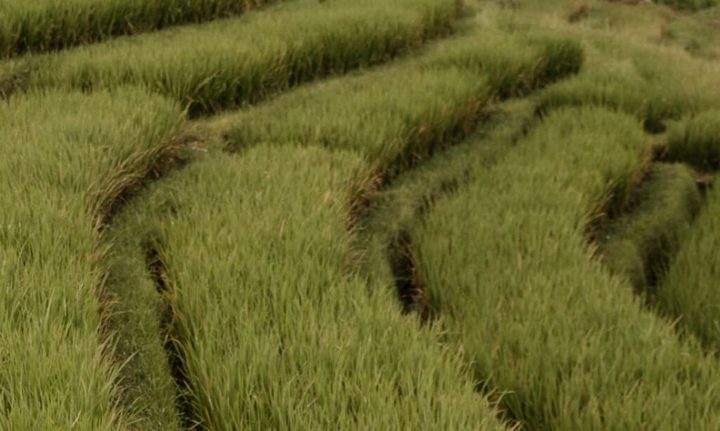 ODB: Powerless but Not Prayerless - YMI