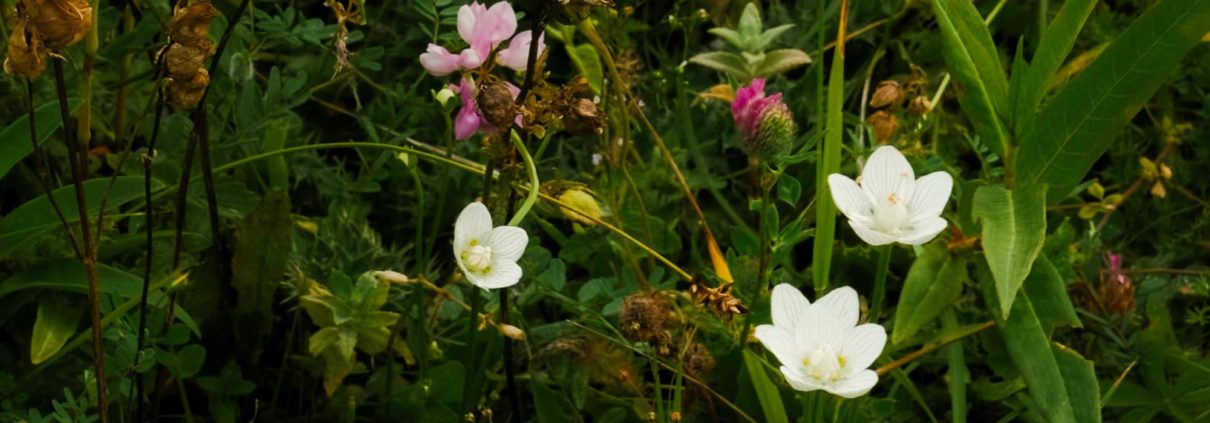 ODB: Hospitable Generosity - YMI