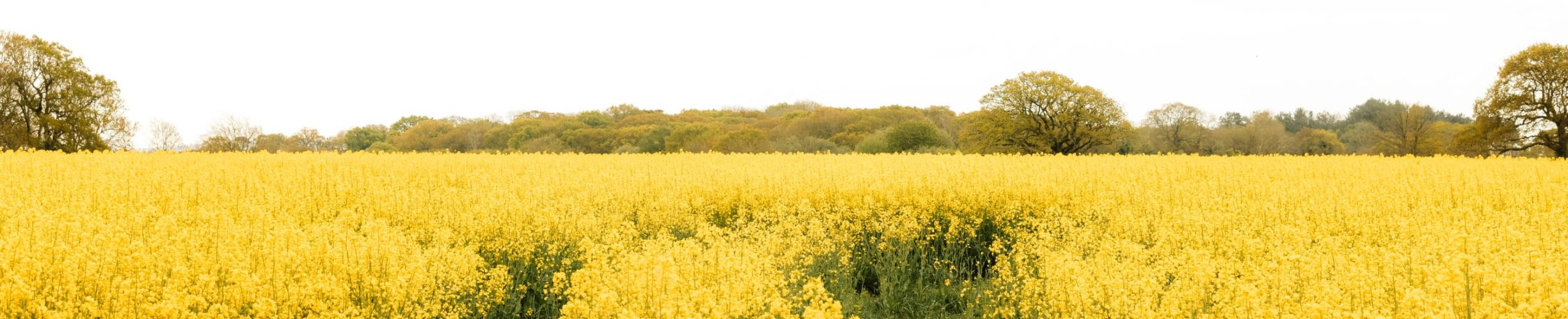 ODB: Cultivating Gratitude - YMI